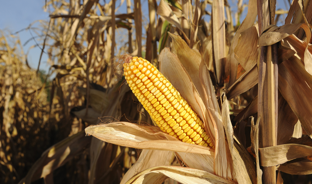 Kukorica 2021 – Agrimarket